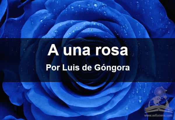 A una rosa - Góngora | Sofiaterra